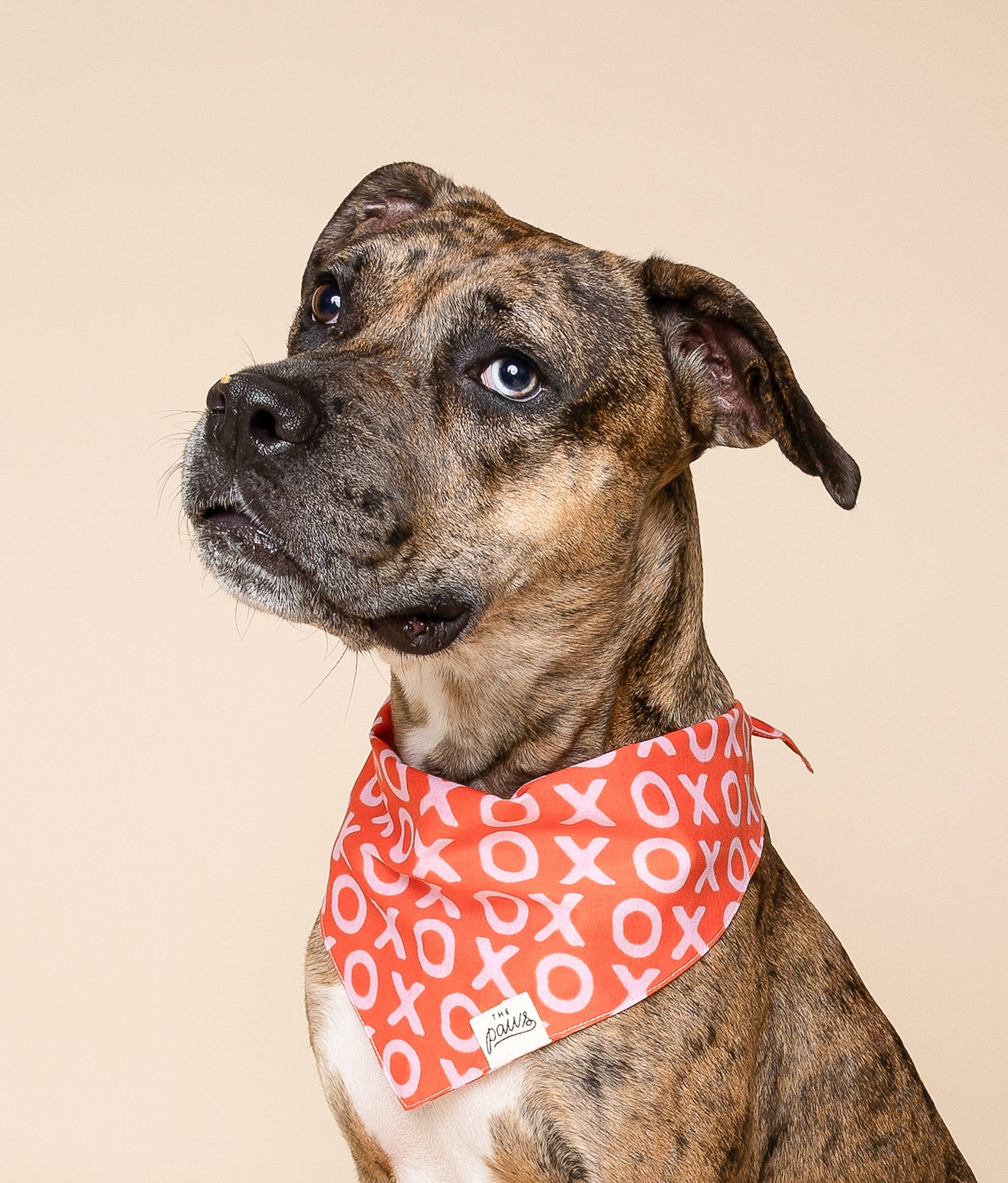 XO Dog Bandana XS Local Pup